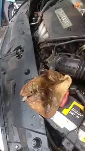 NƯỚC LÀM MÁT Ô TÔ DR.CAR XE